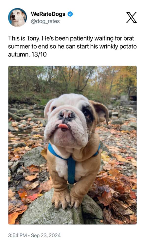 35 Hilariously Adorable Dog Ratings From 'WeRateDogs' That Are Off The ...