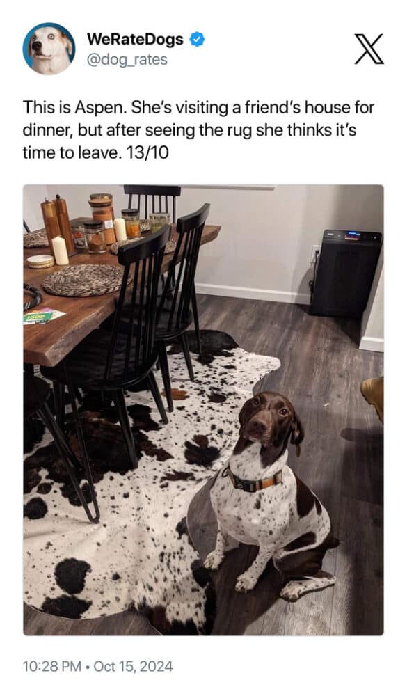 35 Hilariously Adorable Dog Ratings From 'WeRateDogs' That Are Off The ...