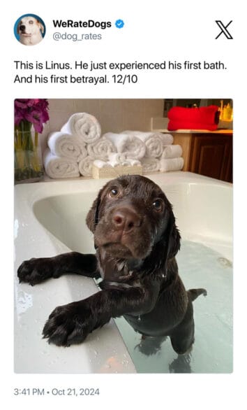 35 Hilariously Adorable Dog Ratings From 'WeRateDogs' That Are Off The ...