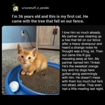 45 Wholesome Memes From "Very Important Positivity" That'll Make Your ...