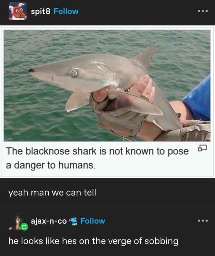 100 Funniest Tumblr Posts That Suck In Our Heads This Year (2024)