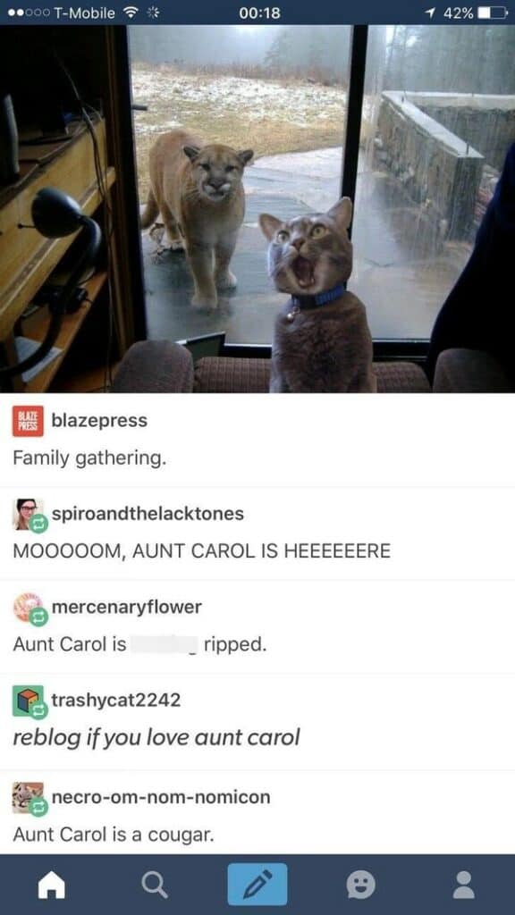 45 Funny Animal Memes That Made Us Laugh This Week (December 26, 2024)