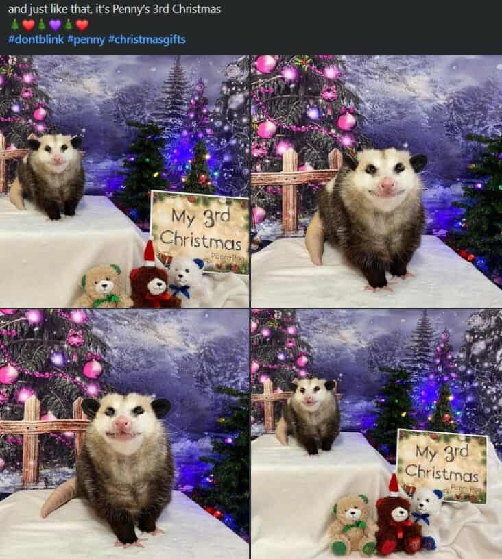 35 Festive And Funny Animal Memes For A Meowy Christmas