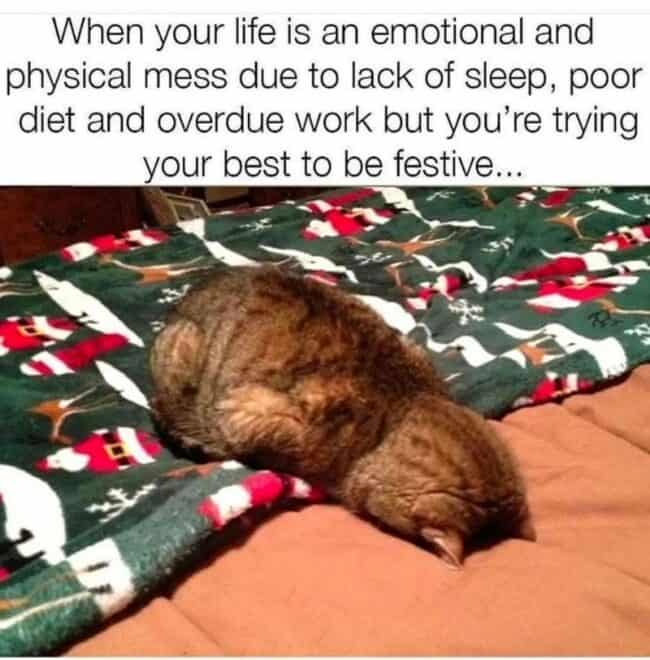 35 Festive And Funny Animal Memes For A Meowy Christmas