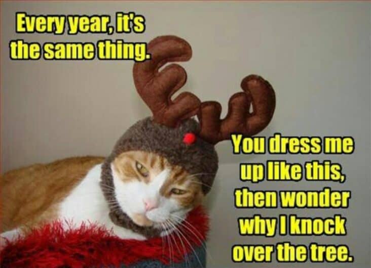 35 Festive And Funny Animal Memes For A Meowy Christmas