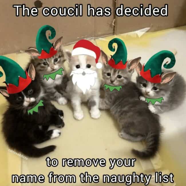 35 Festive And Funny Animal Memes For A Meowy Christmas