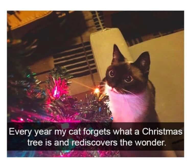 35 Festive And Funny Animal Memes For A Meowy Christmas