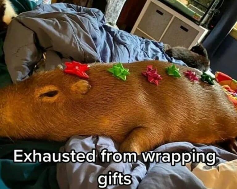 35 Festive And Funny Animal Memes For A Meowy Christmas