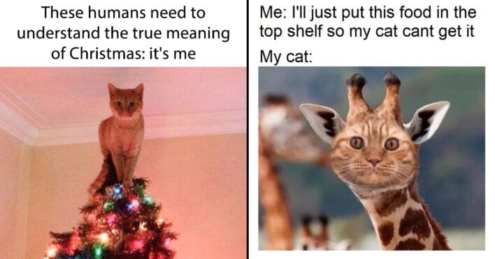 45 Funny Cat Memes That Perfectly Capture Feline Shenanigans (December ...