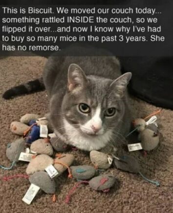 50 Funny Cat Memes That Confirm Cats Are The Funniest Little Menaces ...