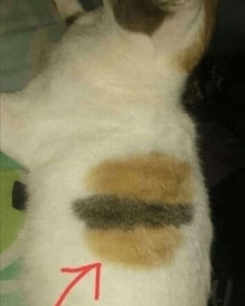40 Funny Cheeseburger Memes That Pair Perfectly With A Side Of Fries