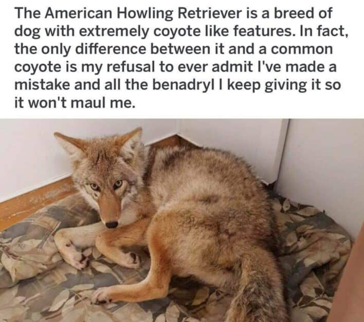 20+ Funny Coyote Memes From The Lil Wolf Dogs In Almost Every US State