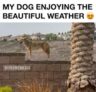 20+ Funny Coyote Memes From The Lil Wolf Dogs In Almost Every US State