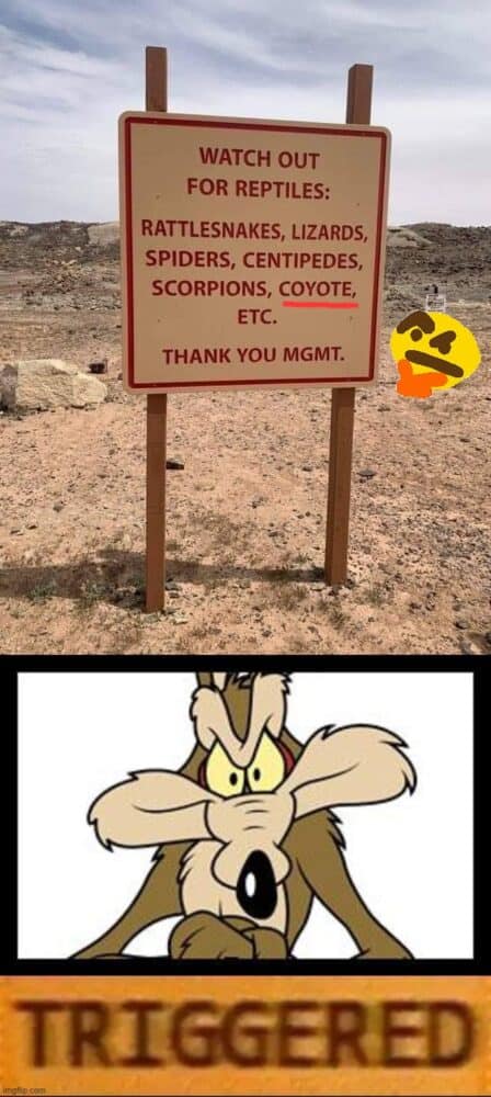 20+ Funny Coyote Memes From The Lil Wolf Dogs In Almost Every US State