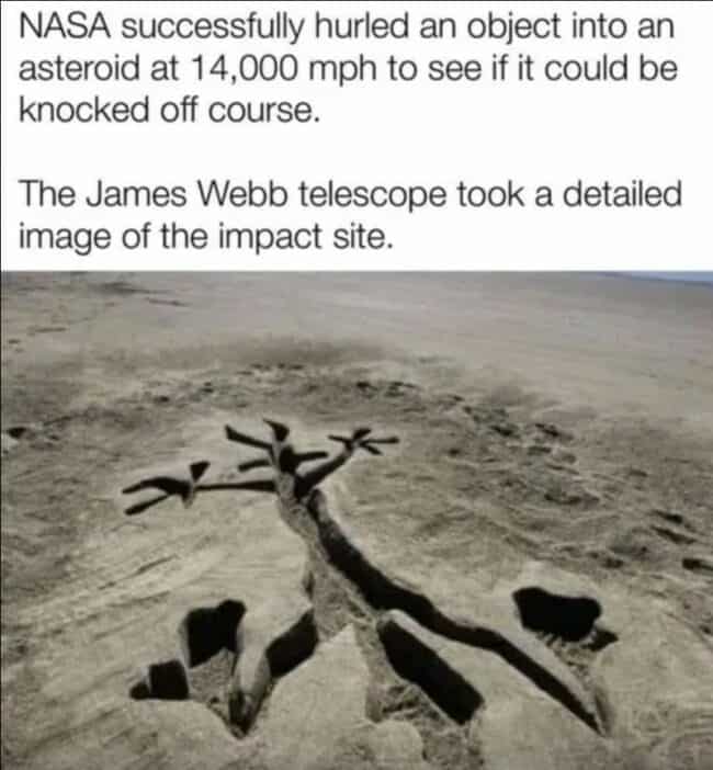 20+ Funny Coyote Memes From The Lil Wolf Dogs In Almost Every US State