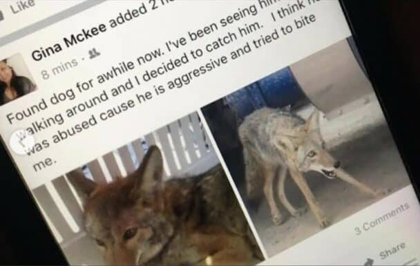 20+ Funny Coyote Memes From The Lil Wolf Dogs In Almost Every US State
