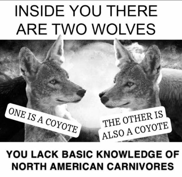 20+ Funny Coyote Memes From The Lil Wolf Dogs In Almost Every US State