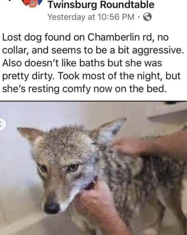 20+ Funny Coyote Memes From The Lil Wolf Dogs In Almost Every US State