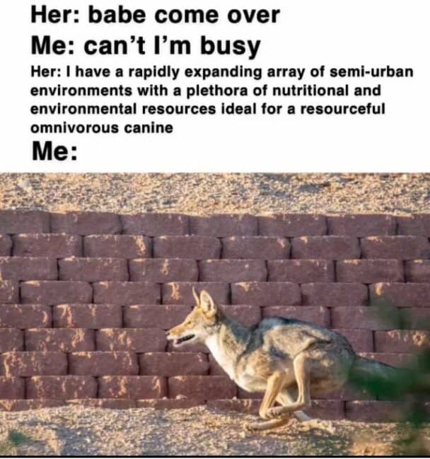 20+ Funny Coyote Memes From The Lil Wolf Dogs In Almost Every US State