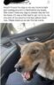 20+ Funny Coyote Memes From The Lil Wolf Dogs In Almost Every US State