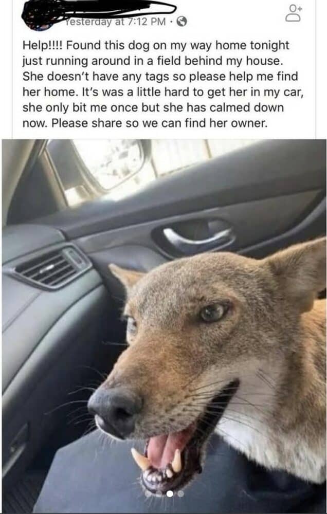 20+ Funny Coyote Memes From The Lil Wolf Dogs In Almost Every US State