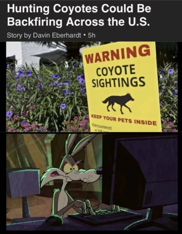 20+ Funny Coyote Memes From The Lil Wolf Dogs In Almost Every US State