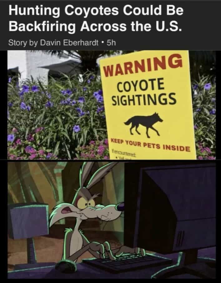 20+ Funny Coyote Memes From The Lil Wolf Dogs In Almost Every US State