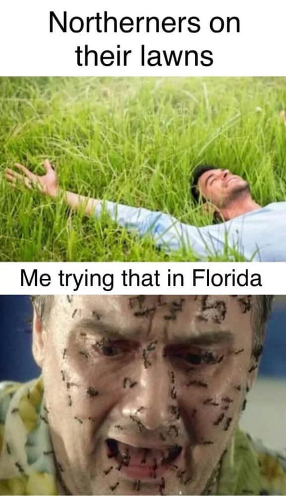 40 Funny Florida Memes For Anyone Who Thinks Alligators Are Just ...
