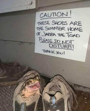 35 Funny Frog Memes To Help You Frog-et Your Worries