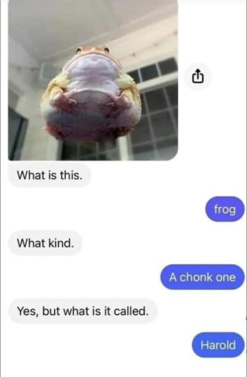 35 Funny Frog Memes To Help You Frog-et Your Worries