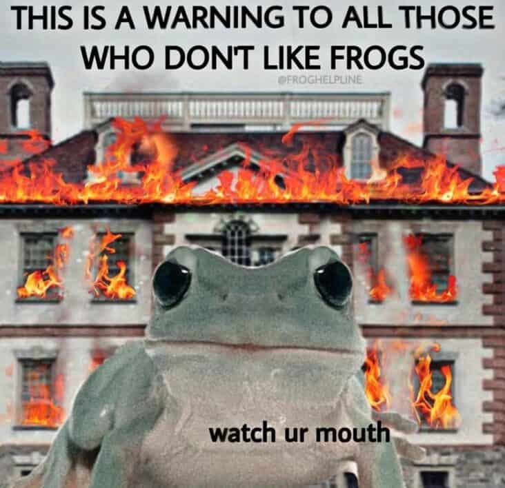 35 Funny Frog Memes To Help You Frog-et Your Worries