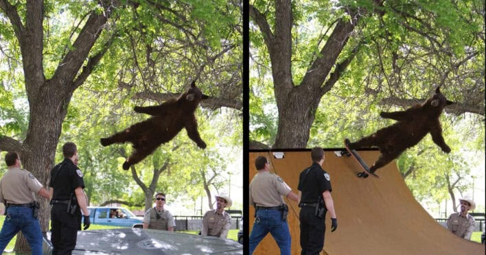 "The Photoshop Battles" — Photoshop Wizards Edit Viral Images In This ...