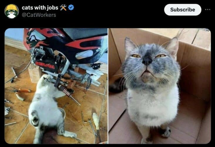 40 Cats With Jobs Working Their Kitties Off To Put Food In The Bowls