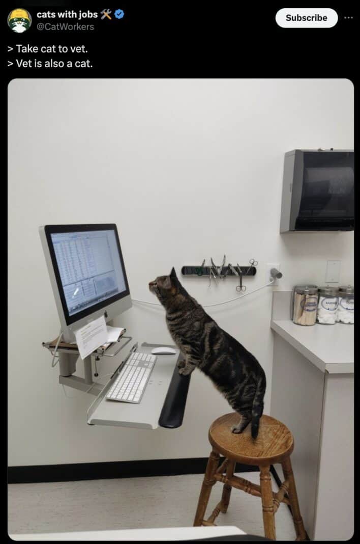 40 Cats With Jobs Working Their Kitties Off To Put Food In The Bowls