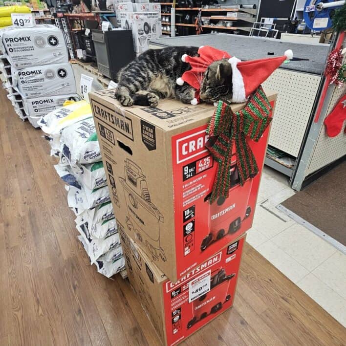 40 Cats With Jobs Working Their Kitties Off To Put Food In The Bowls