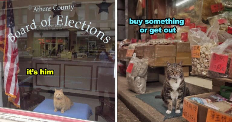 40 Cats With Jobs Working Their Kitties Off To Put Food In The Bowls