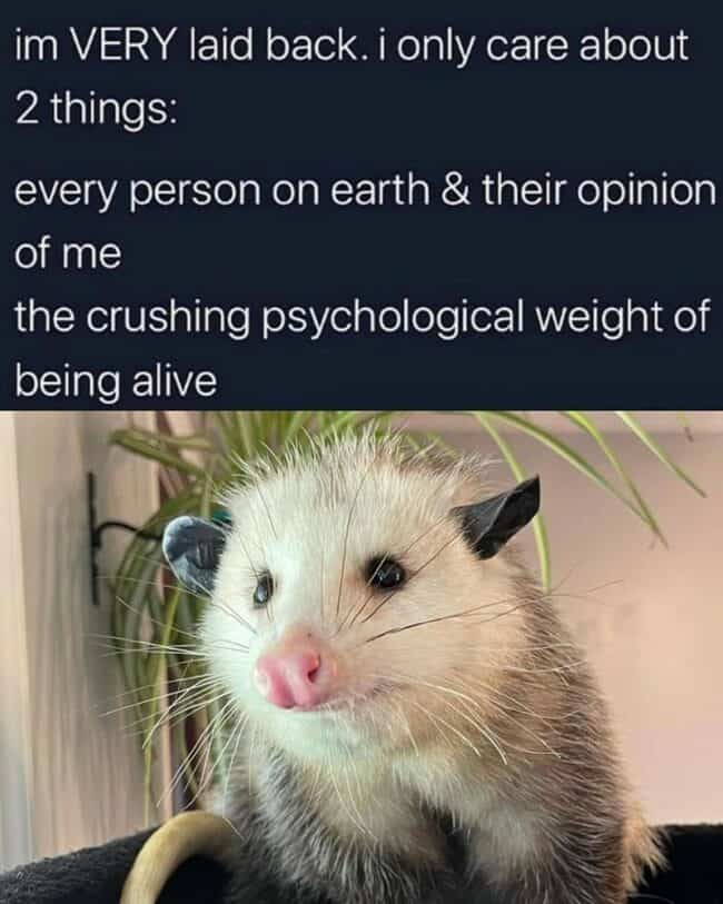 45 Funny Possum Memes Screaming Their Way Into Your Heart Like True ...
