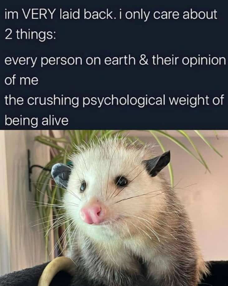 45 Funny Possum Memes Screaming Their Way Into Your Heart Like True ...