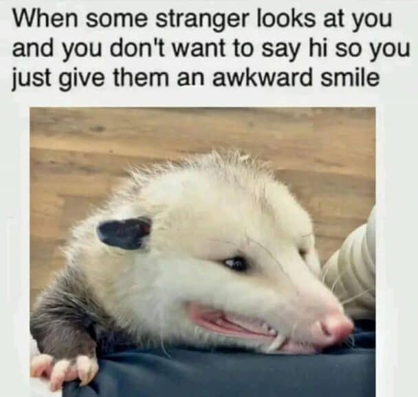 45 Funny Possum Memes Screaming Their Way Into Your Heart Like True ...