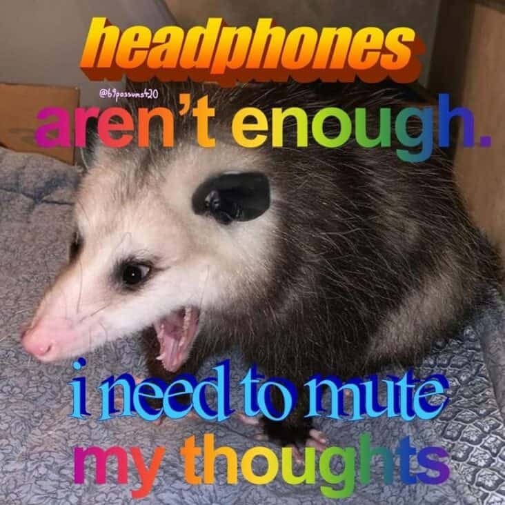 45 Funny Possum Memes Screaming Their Way Into Your Heart Like True ...