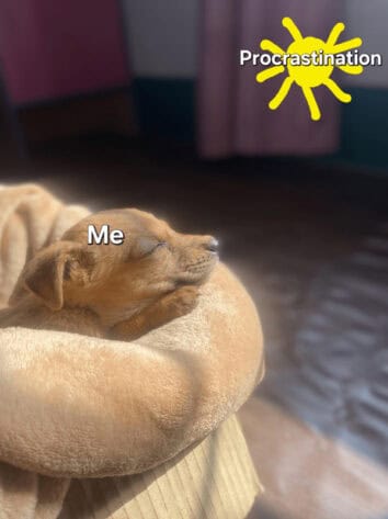45 Funny Procrastination Memes That'll Make You Feel Better About Your ...