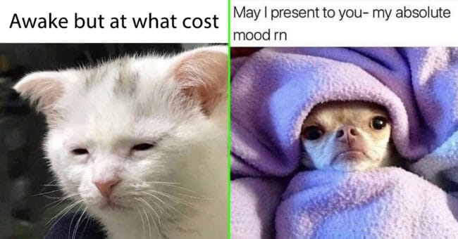 40 Sleepy And Exhausted Memes For Anyone Running On Empty This Week ...