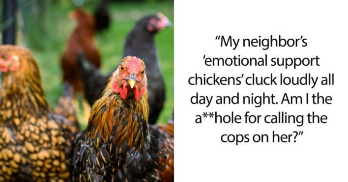 Woman Calls Cops On Neighbor's "Therapy Chickens" After Constant Racket ...