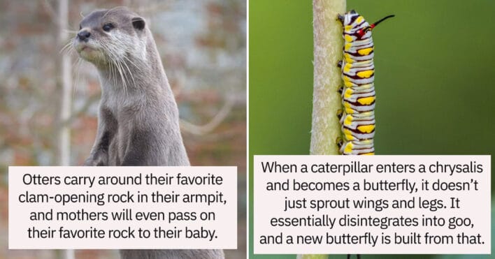 30 Unusual Facts You Definitely Don't Need to Know, But Are Pretty Cool ...
