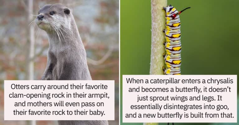 30 Unusual Facts You Definitely Don't Need to Know, But Are Pretty Cool ...