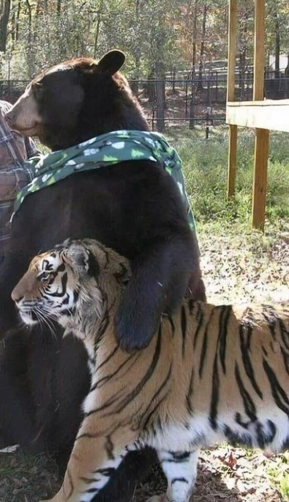 50 Blessed Images Of Animals Being Honestly A Little Too Cute