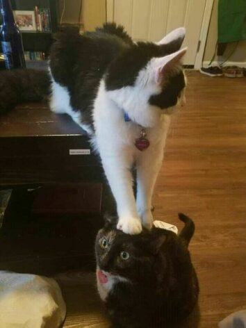 50 Blessed Images Of Animals Being Honestly A Little Too Cute