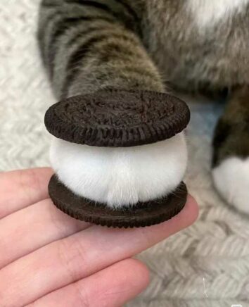 50 Blessed Images Of Animals Being Honestly A Little Too Cute