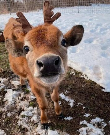 50 Blessed Images Of Animals Being Honestly A Little Too Cute