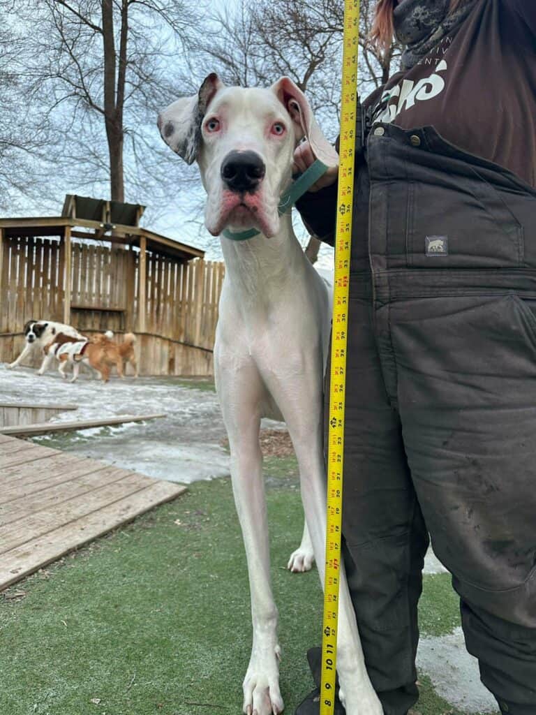 35 Of The Goodest Dogs Rated By "We Rate Dogs"